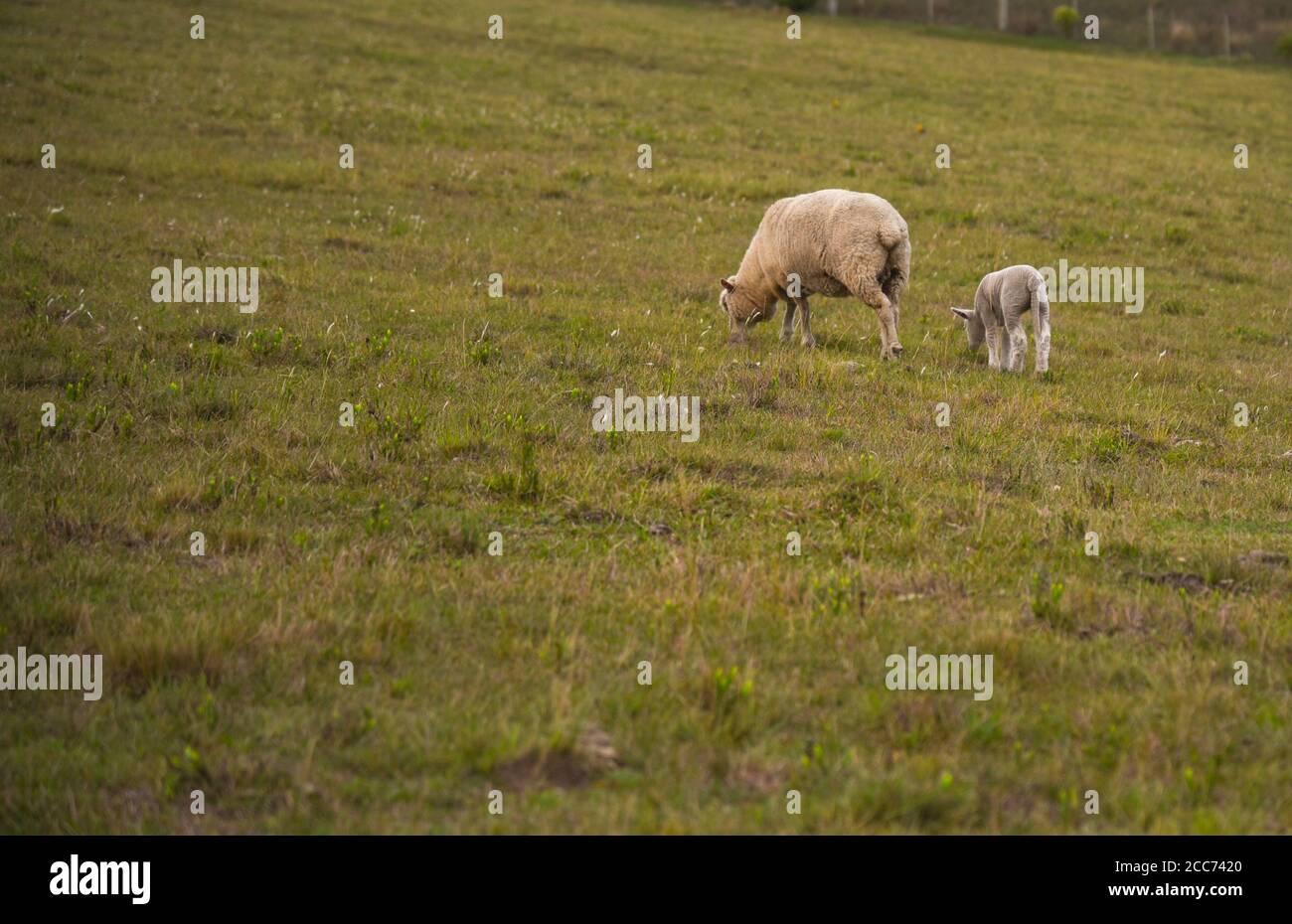 Corriedale sheep. Corriedale is a dual purpose sheep (wool and meat ...
