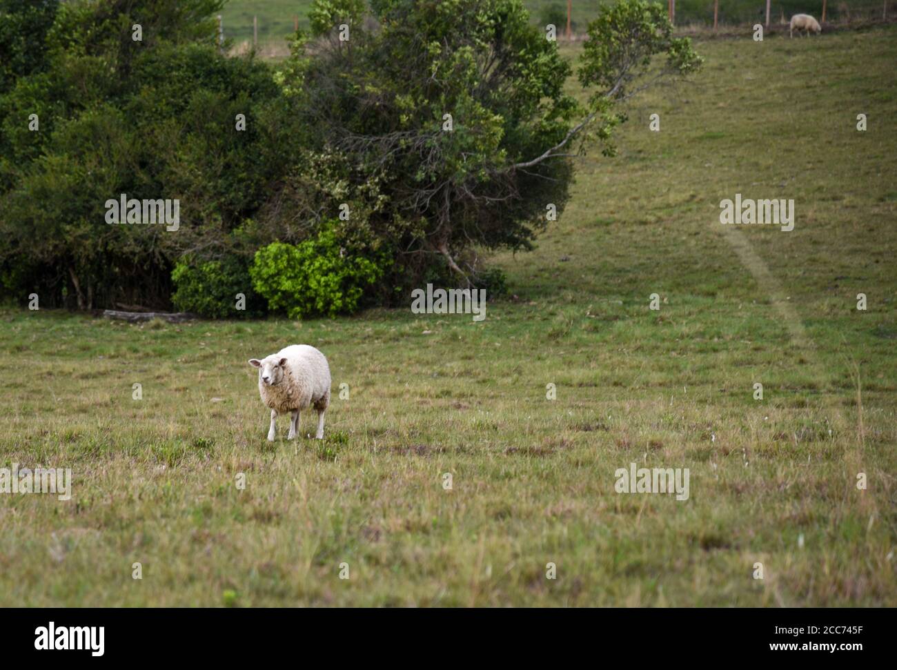 Corriedale sheep. Corriedale is a dual purpose sheep (wool and meat ...