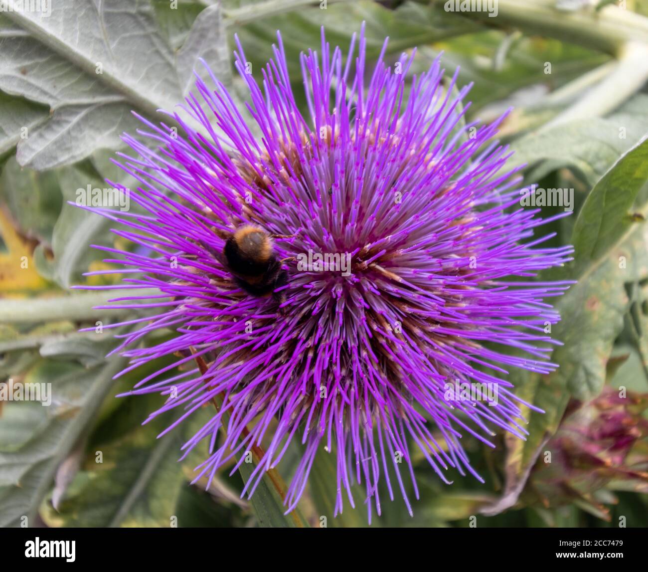 Insect on spiky flower hi-res stock photography and images - Alamy