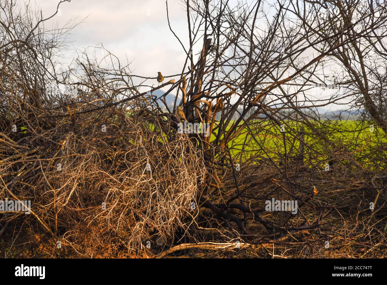 Couple of field thrush birds. The field thrush (Mimus saturninus) is a ...