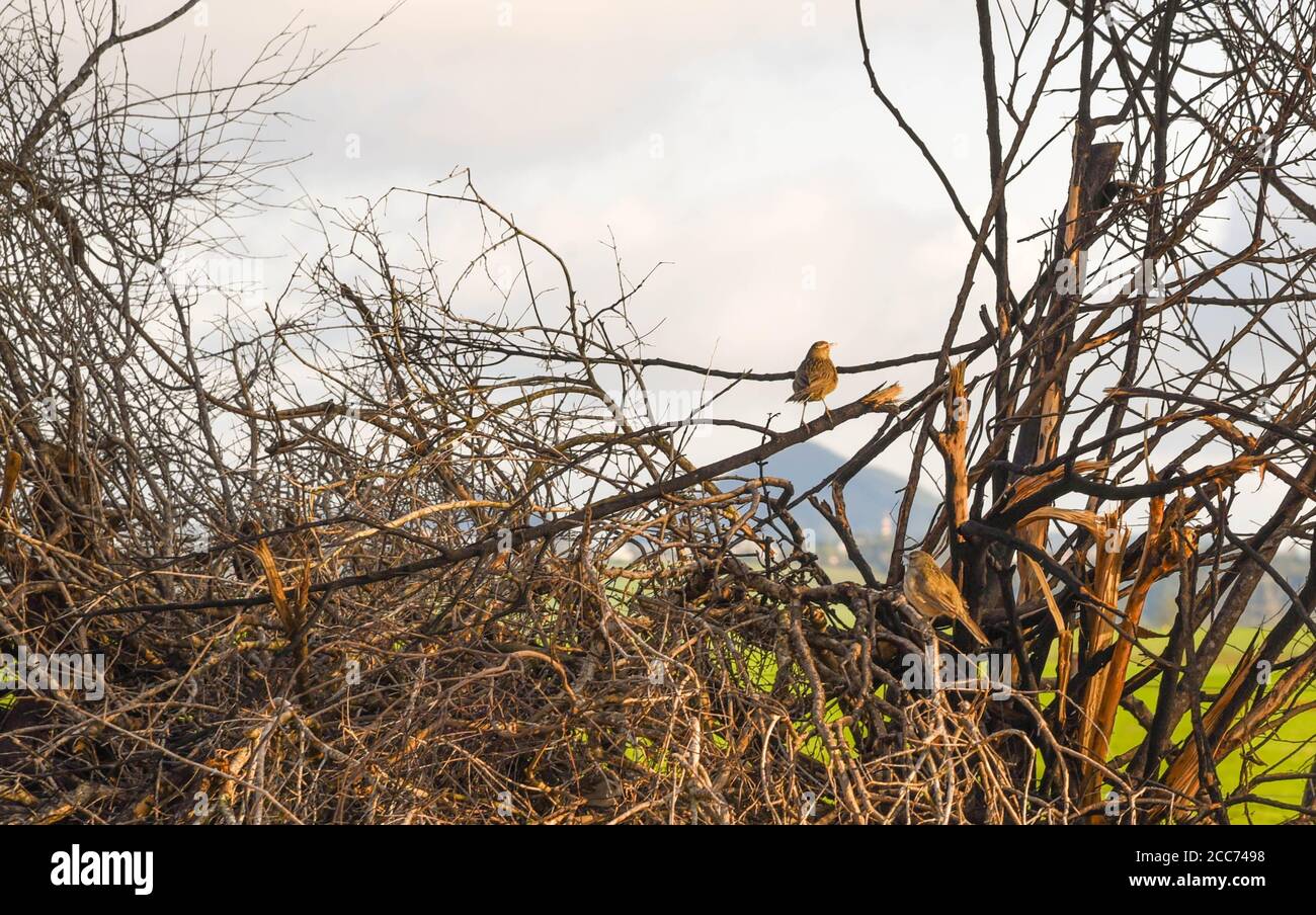 Couple of field thrush birds. The field thrush (Mimus saturninus) is a ...
