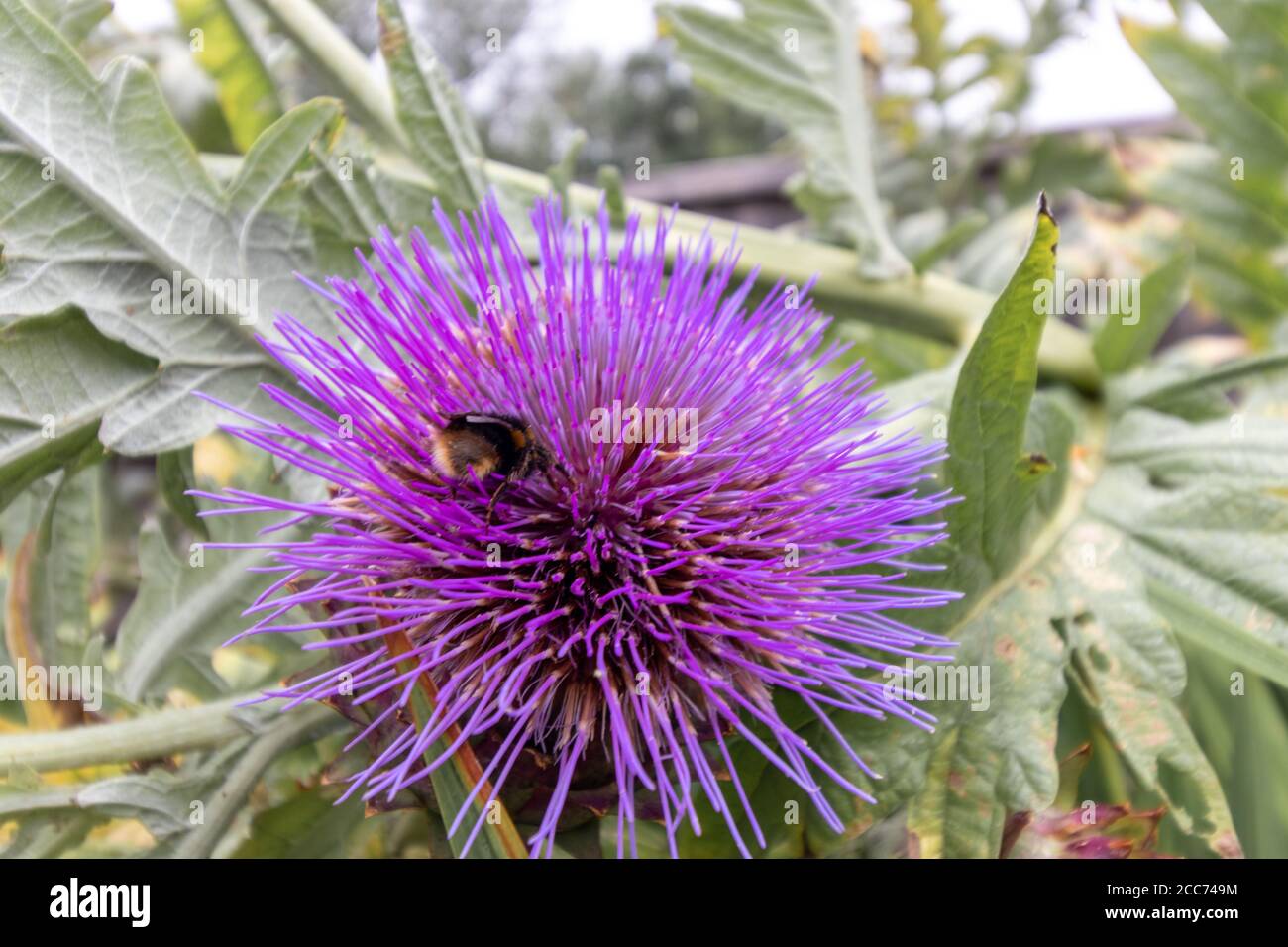 Insect on spiky flower hi-res stock photography and images - Alamy
