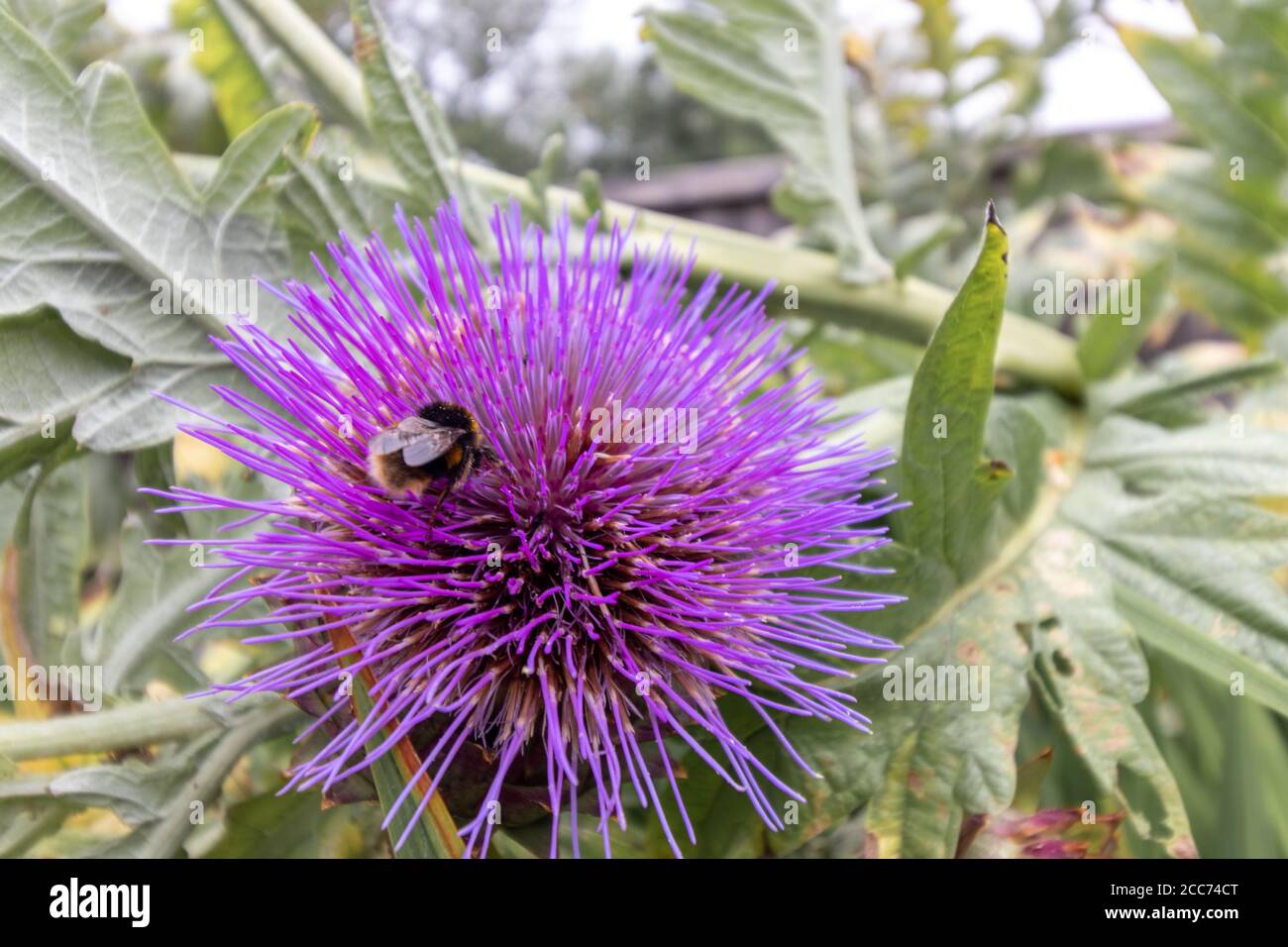 Purple comb hi-res stock photography and images - Alamy