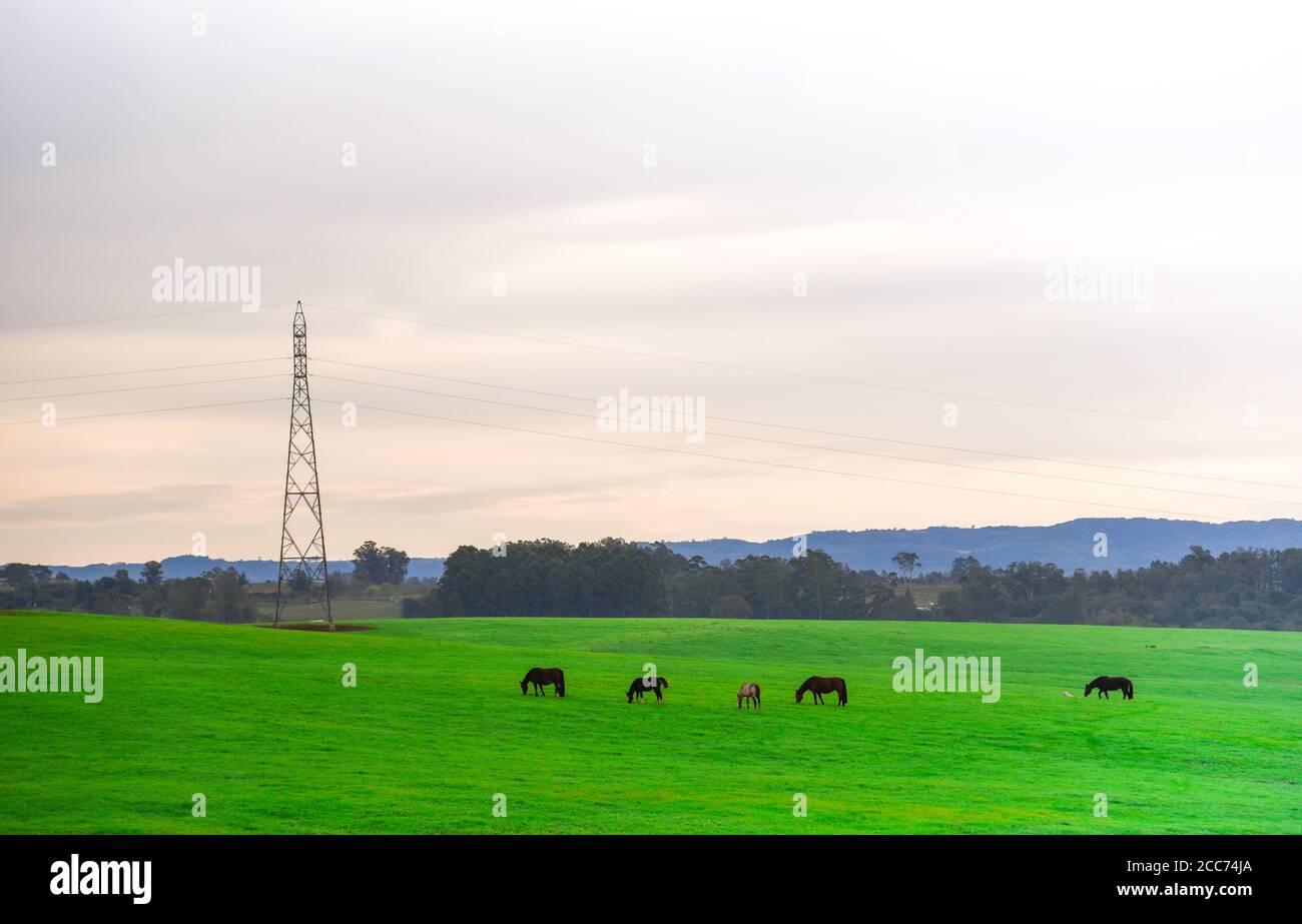 Creole horses. Equine breeding field. Winter morning and frost in ...