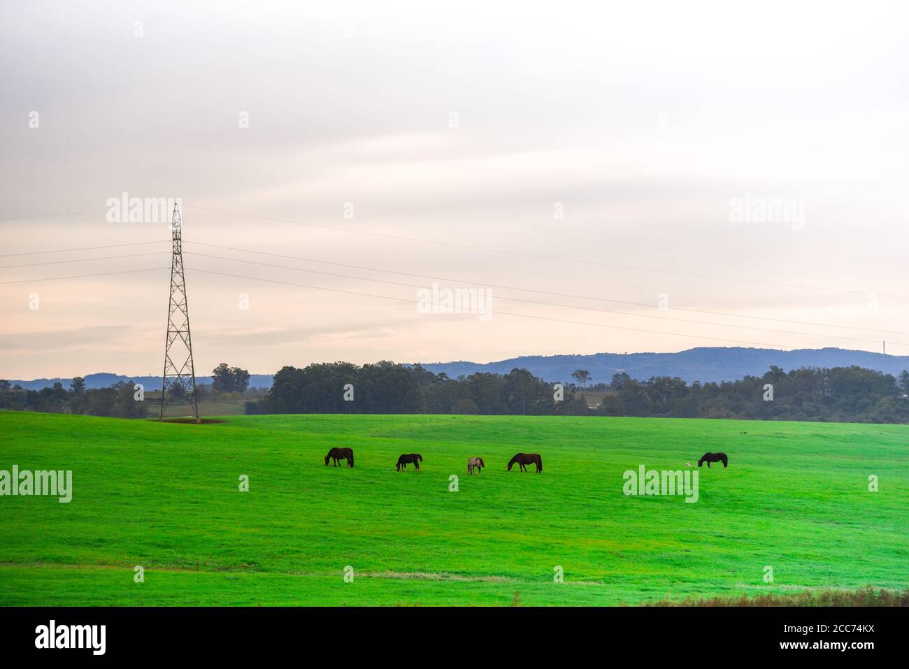 Creole horses. Equine breeding field. Winter morning and frost in ...