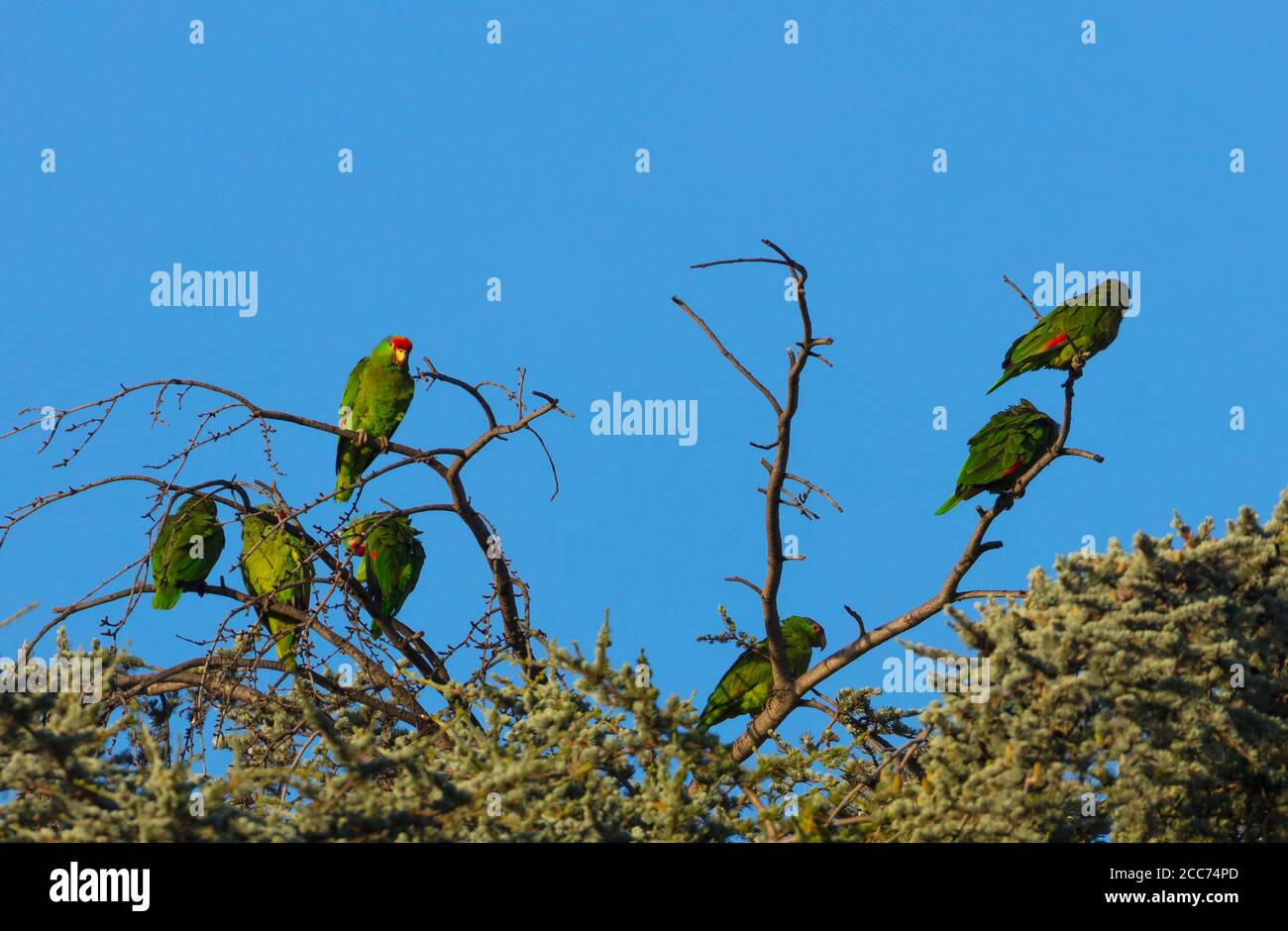 Parrots in los angeles hi-res stock photography and images - Alamy