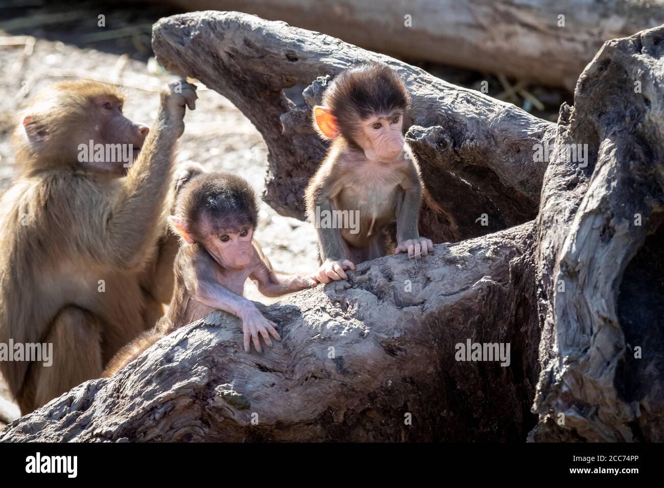 Monkey family unit hi-res stock photography and images - Alamy
