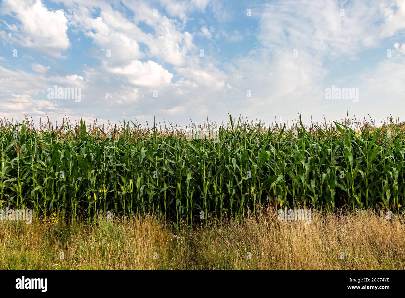 Crops filed view hi-res stock photography and images - Alamy