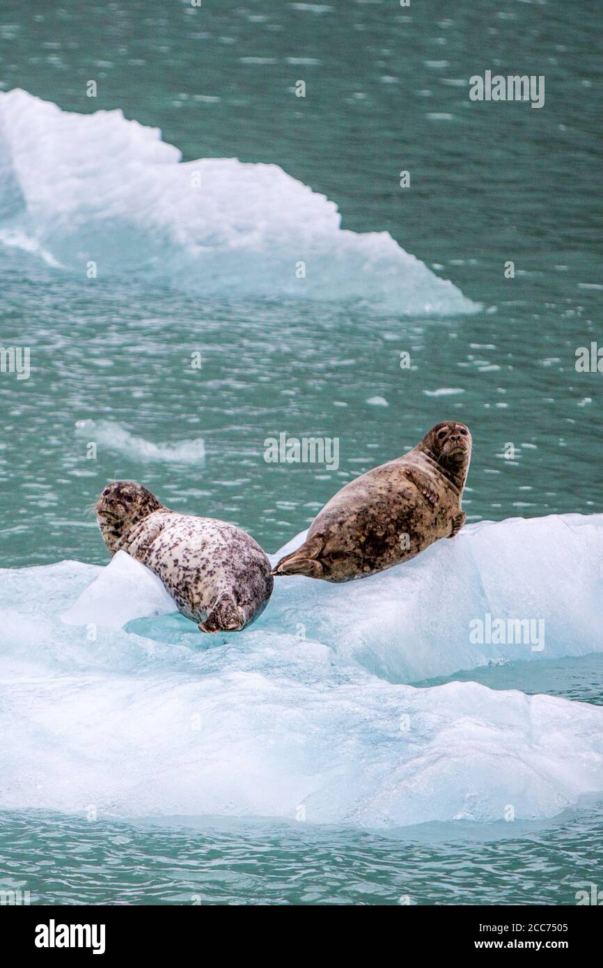 Ketchikan alaska seals hi-res stock photography and images - Alamy