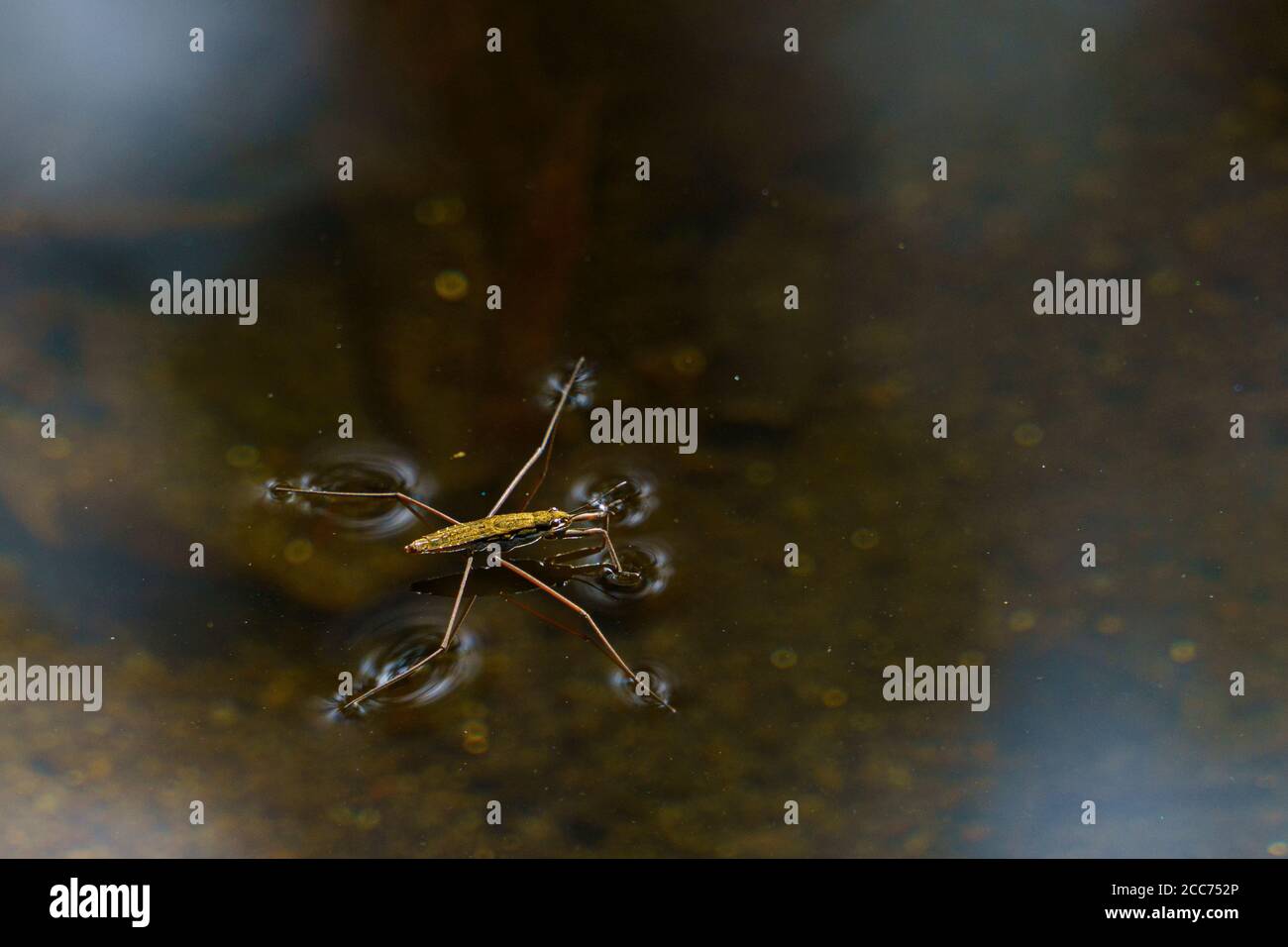 water strider insect on surface of stream Stock Photo - Alamy