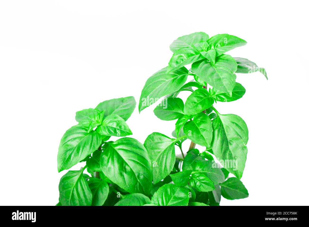 Fresh green Basil herb leaves isolated on white background. Basilicum ...