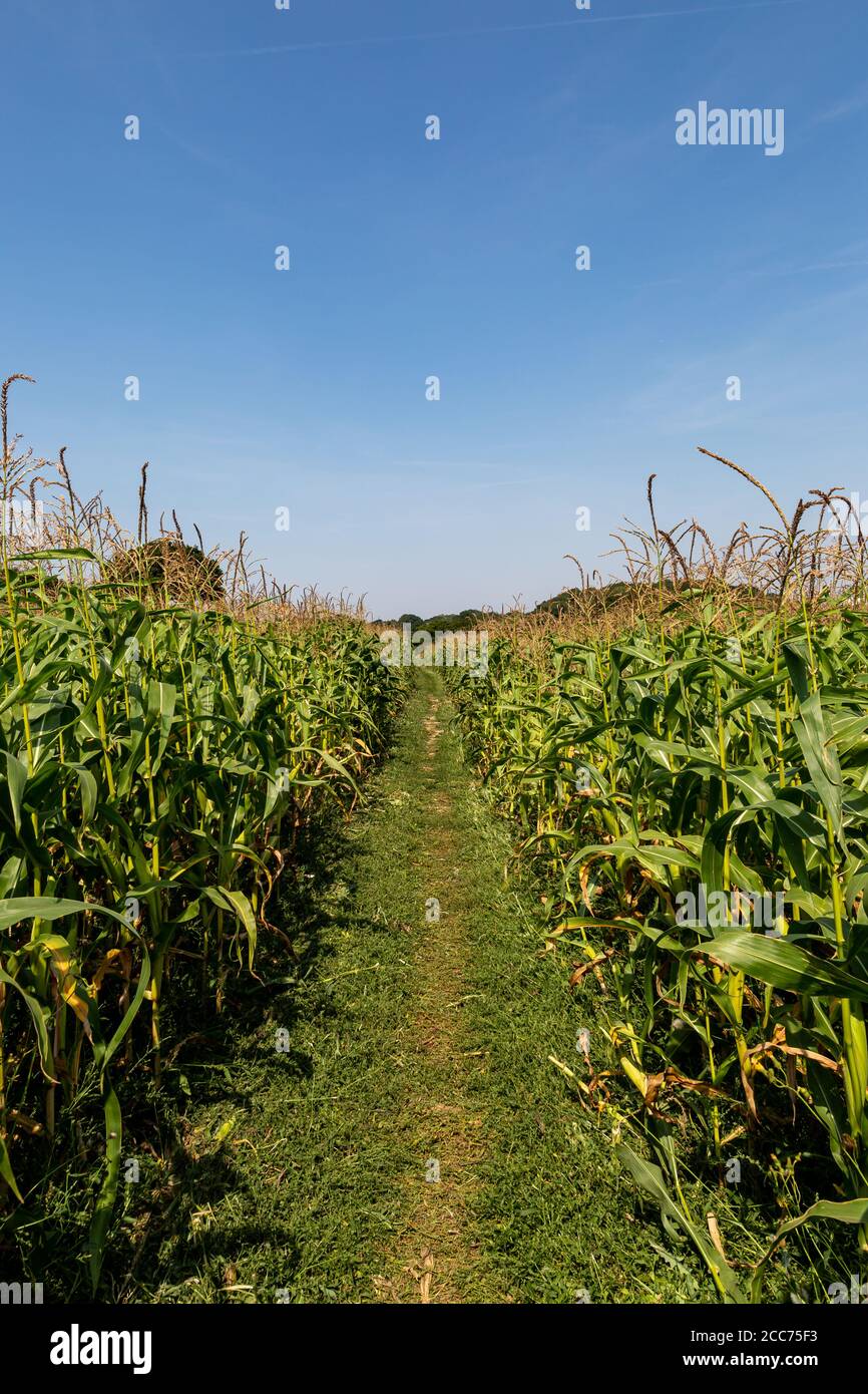 A pathway through a corn field, with a blue sky overhead Stock Photo ...