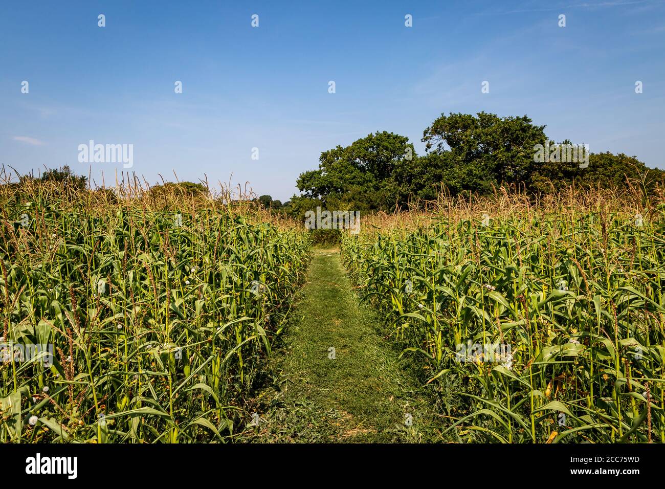 A pathway through a corn field, with a blue sky overhead Stock Photo ...