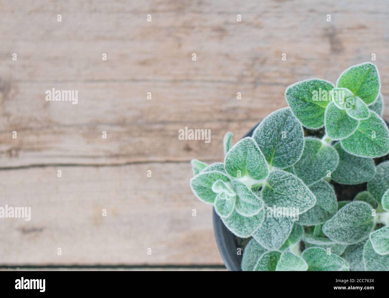 Dittany Cretan herb Dictamus. On wooden background Stock Photo - Alamy