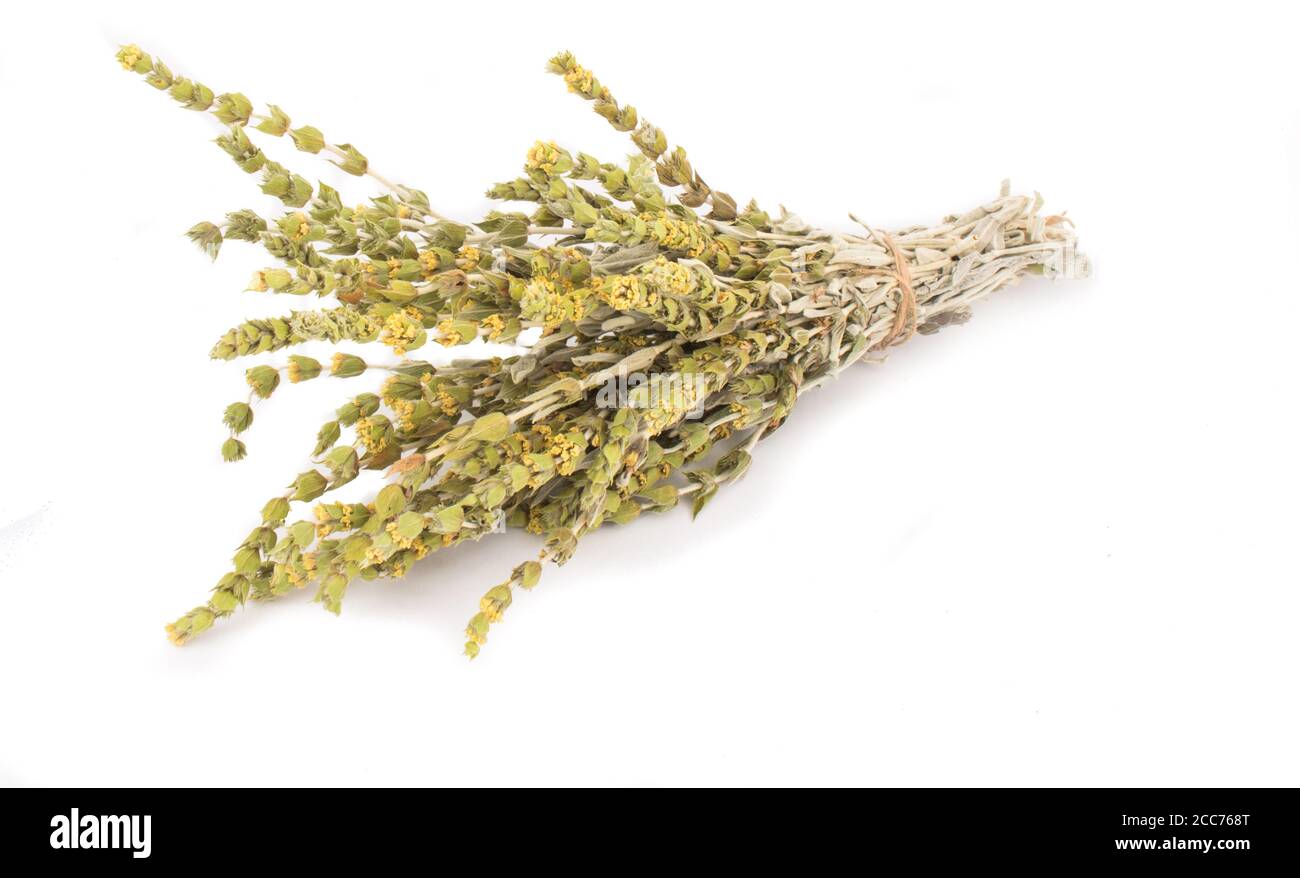 Bunch of mountain tea Malotira isolated on white background. Greek ...