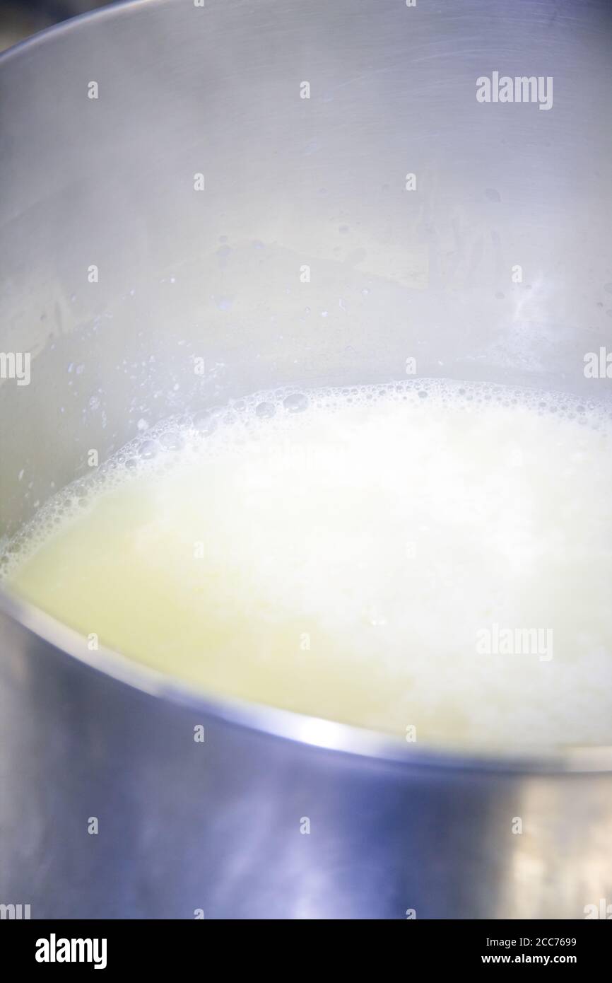Large pot of heated milk which has had the bacteria/cluture and rennet ...