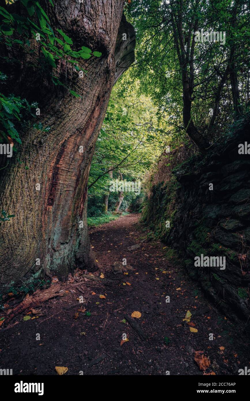 kings wood near pentewan cornwall england uk Stock Photo - Alamy