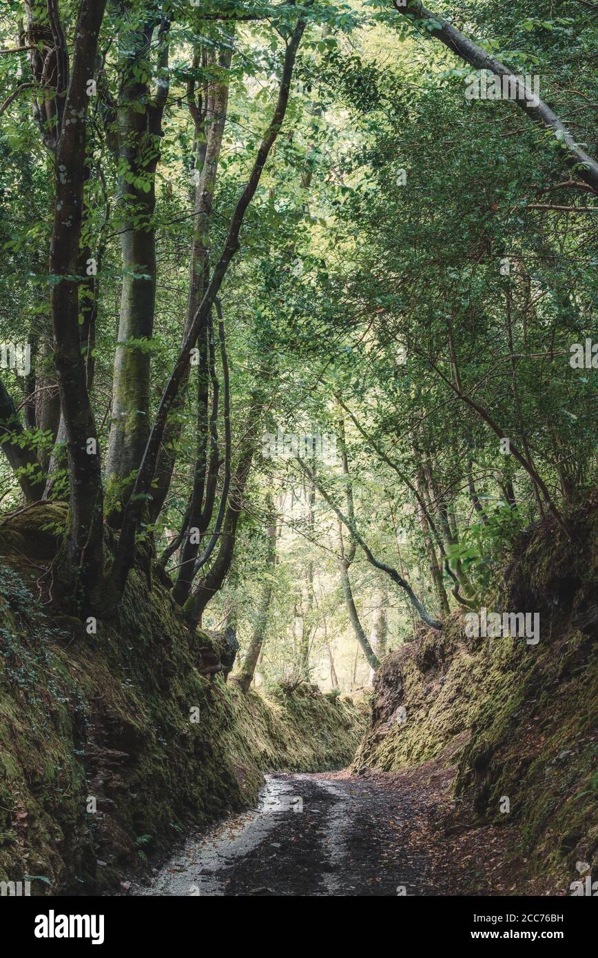 kings wood near pentewan cornwall england uk Stock Photo - Alamy