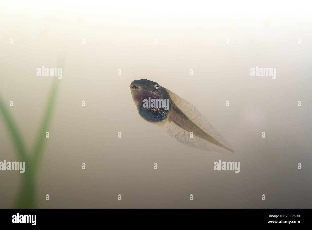 A Pacific Tree Frog tadpole which has emerged from an egg and breathes ...
