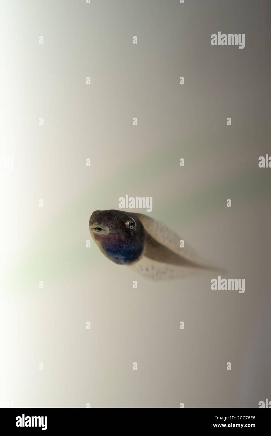 A Pacific Tree Frog tadpole which has emerged from an egg and breathes ...