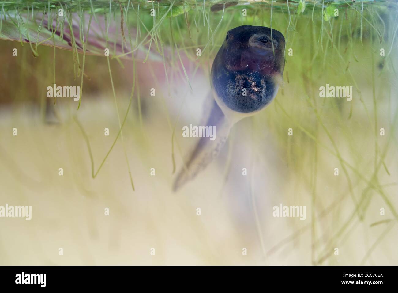 A Pacific Tree Frog tadpole which has emerged from an egg and breathes ...
