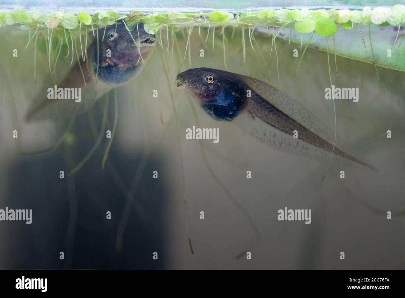 Tadpole Gills High Resolution Stock Photography and Images - Alamy