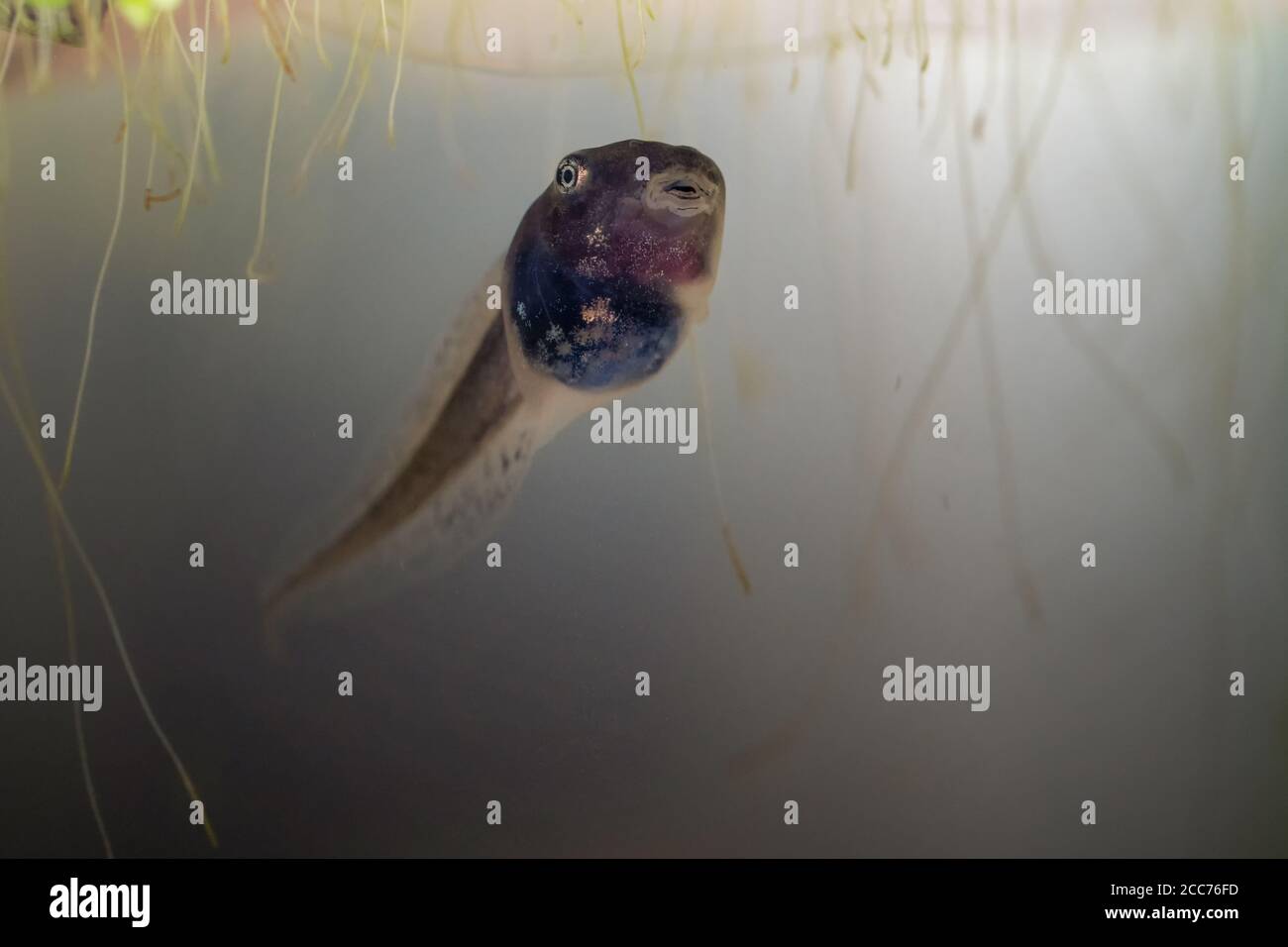 A Pacific Tree Frog tadpole which has emerged from an egg and breathes ...