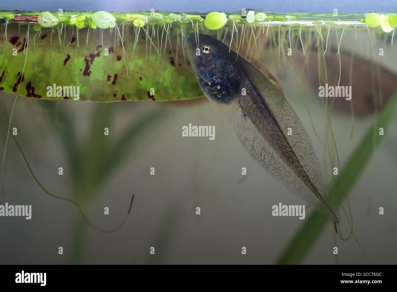 A Pacific Tree tadpole emerges from an egg and breathes through gills ...