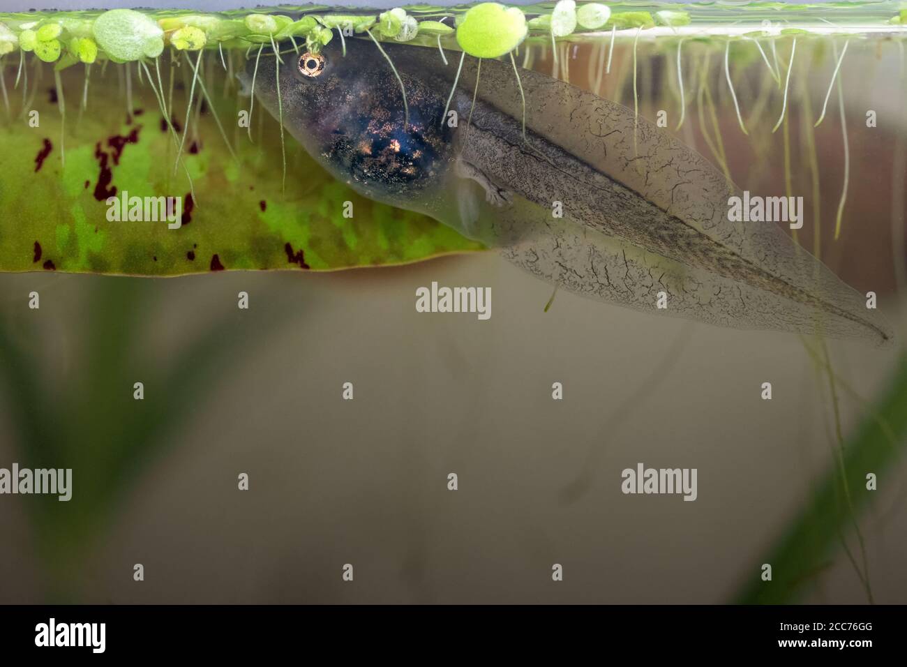 A Pacific Tree tadpole emerges from an egg and breathes through gills ...