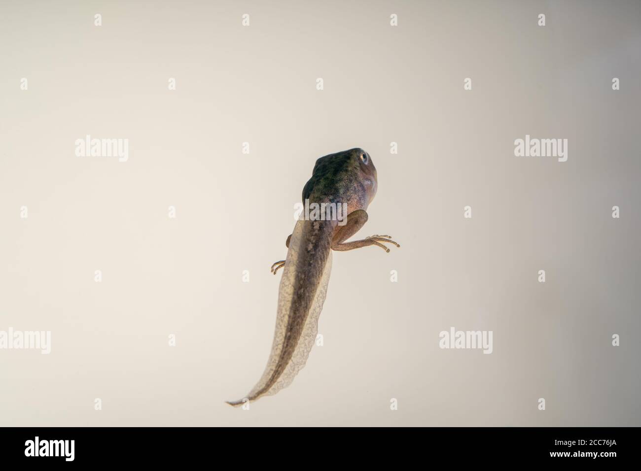 Tadpole With Legs And Arms