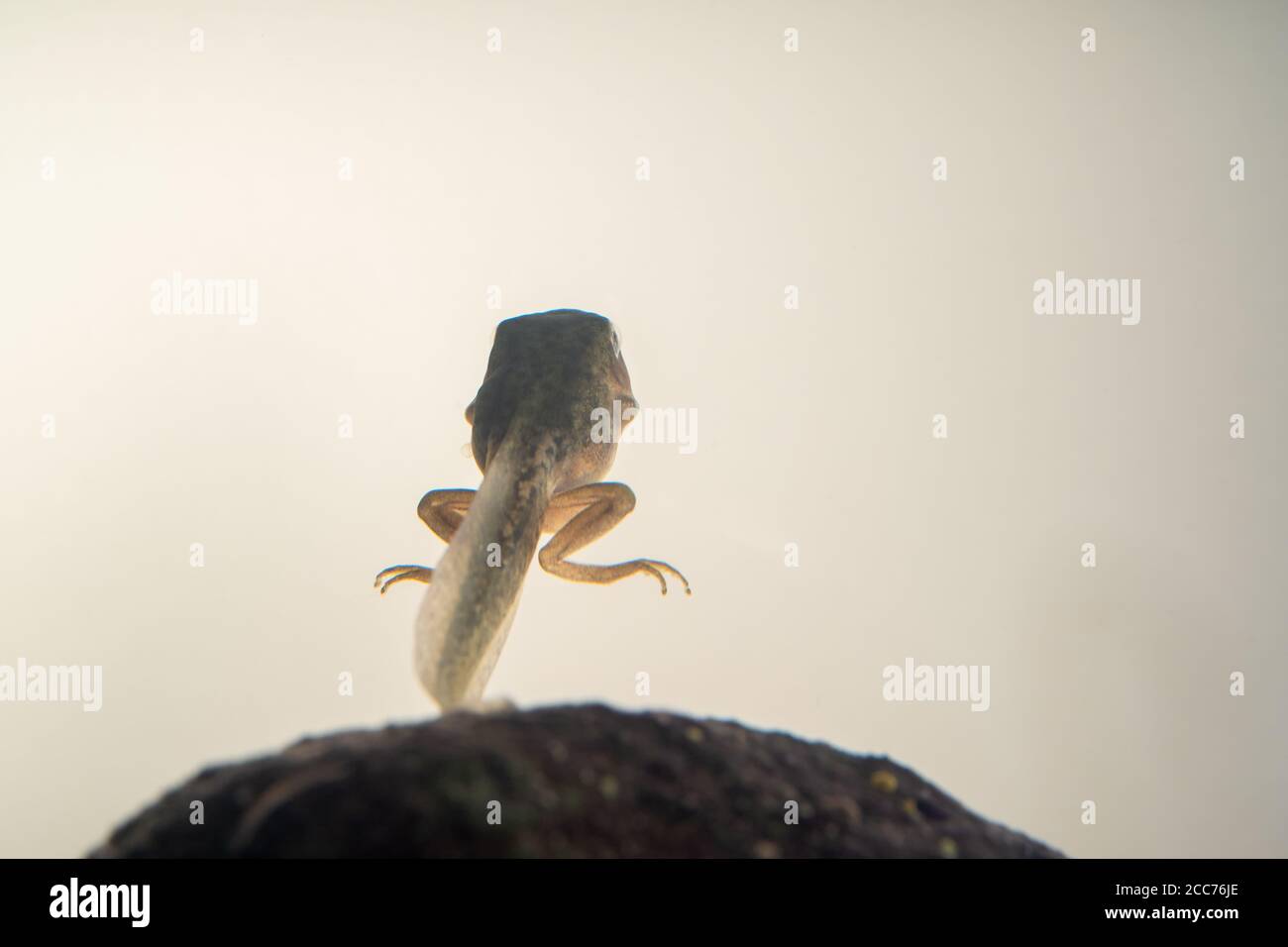 Tadpoles With Legs And Arms