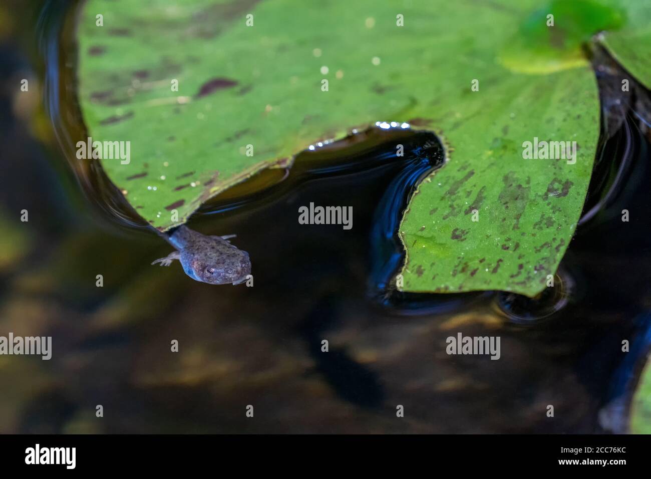 A Pacific Tree tadpole which has sprouted legs, but no arms, and still ...