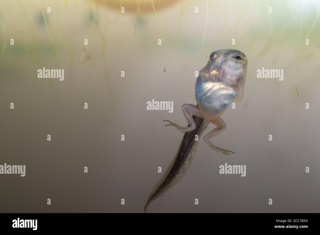 A Pacific Tree tadpole which has sprouted legs, but no arms, and still ...