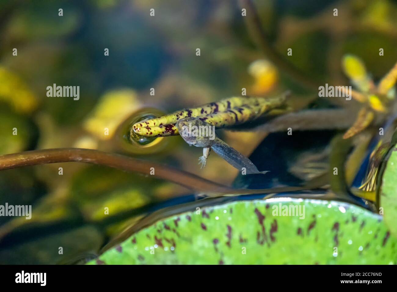 A Pacific Tree tadpole which has sprouted legs, but no arms, and still ...