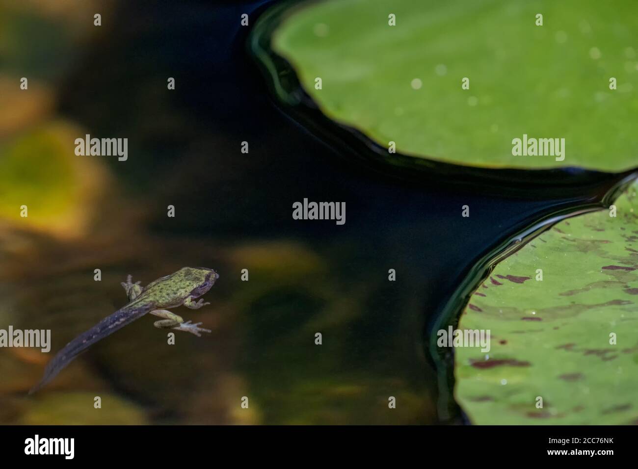A Pacific Tree tadpole which has sprouted legs and arms, but still has ...