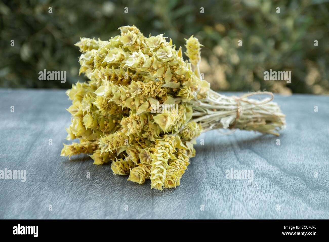 Bunch of mountain tea Malotira on wooden table. Greek traditional ...