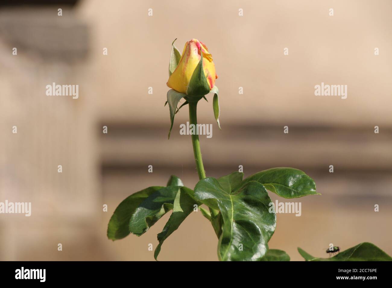 Yellow rose with red edges hi-res stock photography and images - Alamy