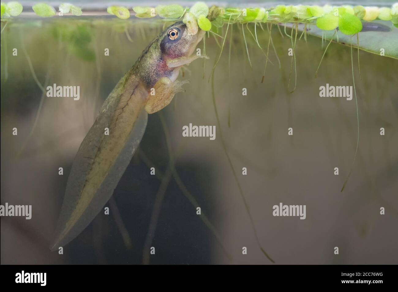 A Pacific Tree tadpole which has sprouted legs and arms, but still has ...
