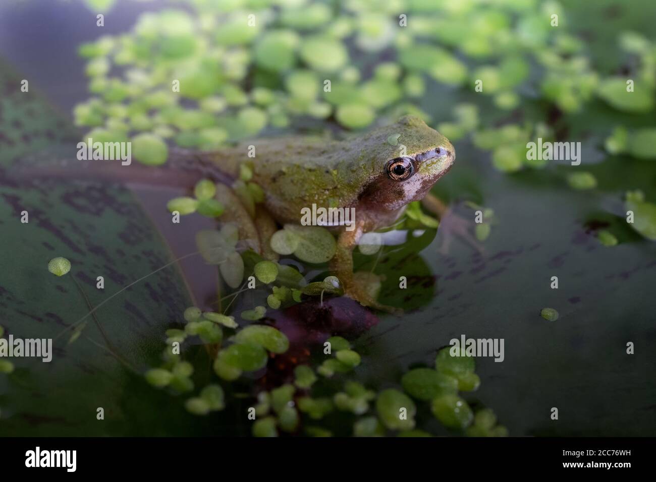 A Pacific Tree tadpole which has sprouted legs and arms, but still has ...