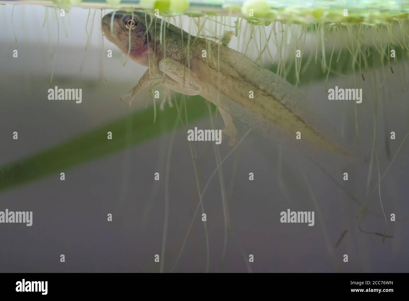A Pacific Tree tadpole which has sprouted legs and arms, but still has ...