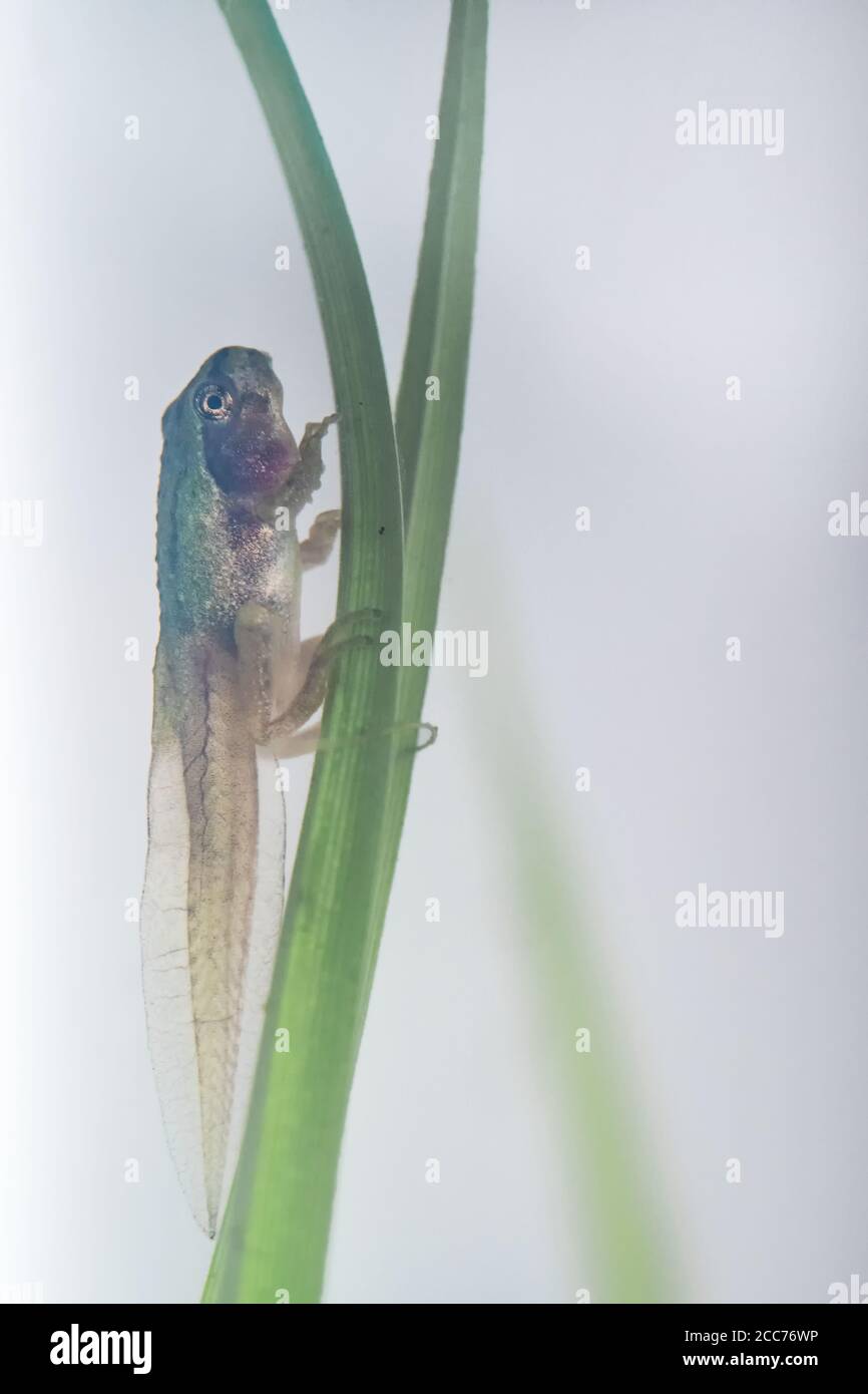 A Pacific Tree Tadpole Which Has Sprouted Legs And Arms But Still Has A Tail In An Aquarium