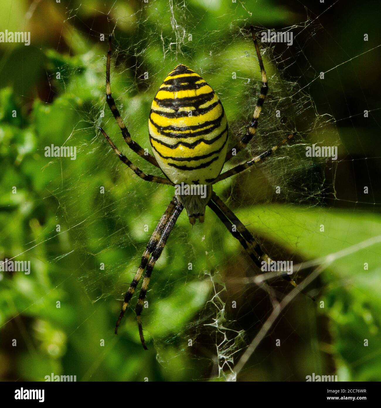 Wasp cannibalism hi-res stock photography and images - Alamy