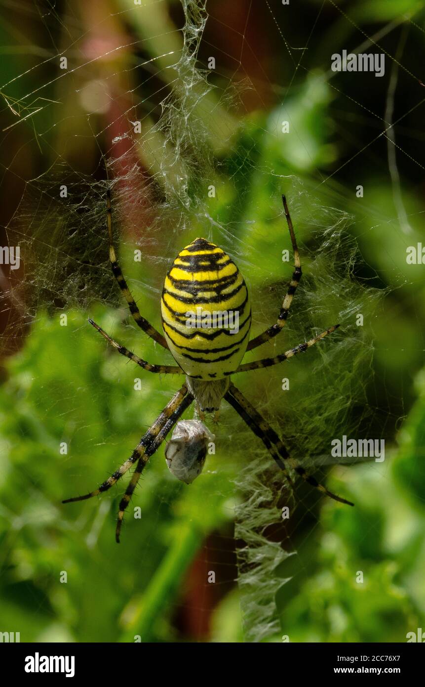 The wasp spider is a species of orb-web spider distributed throughout ...