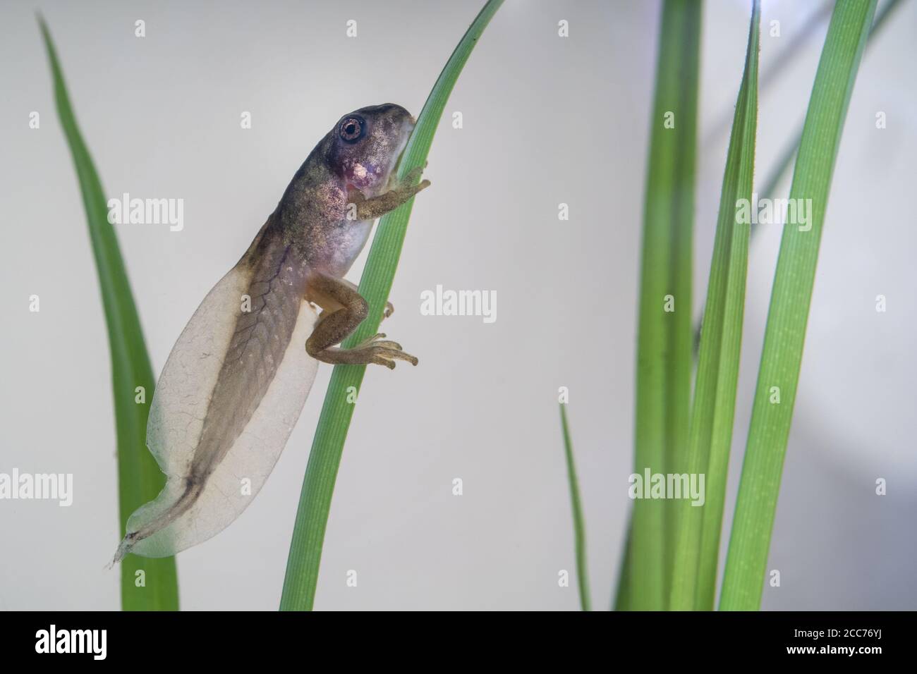 A Pacific Tree tadpole which has sprouted legs and arms, but still has ...