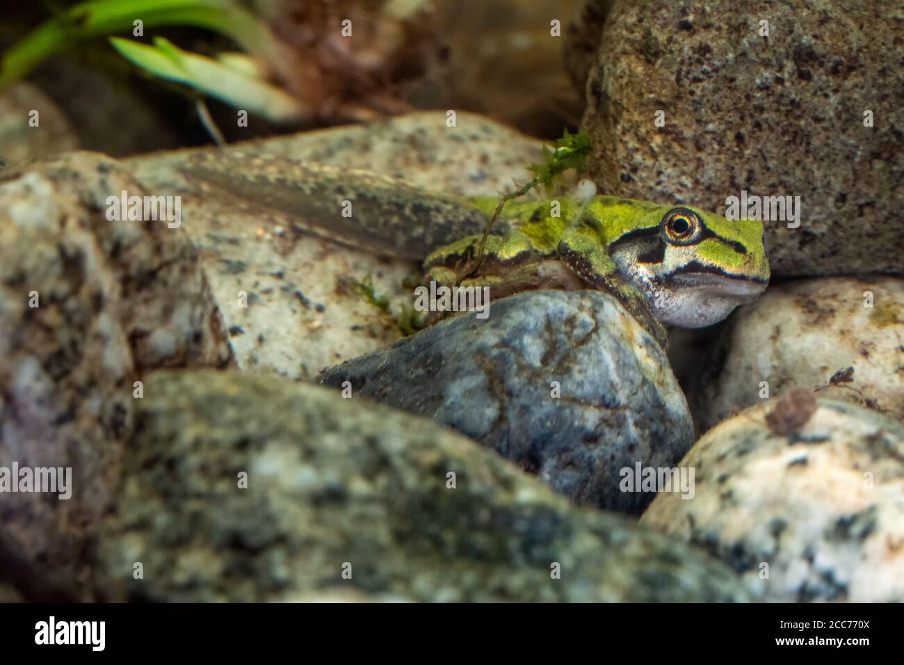 A Pacific Tree tadpole which has sprouted legs and arms, but still has ...