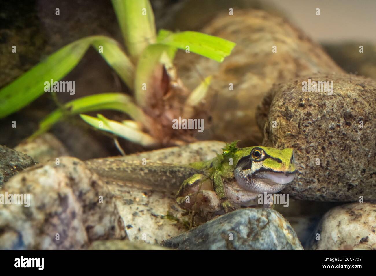 A Pacific Tree tadpole which has sprouted legs and arms, but still has ...