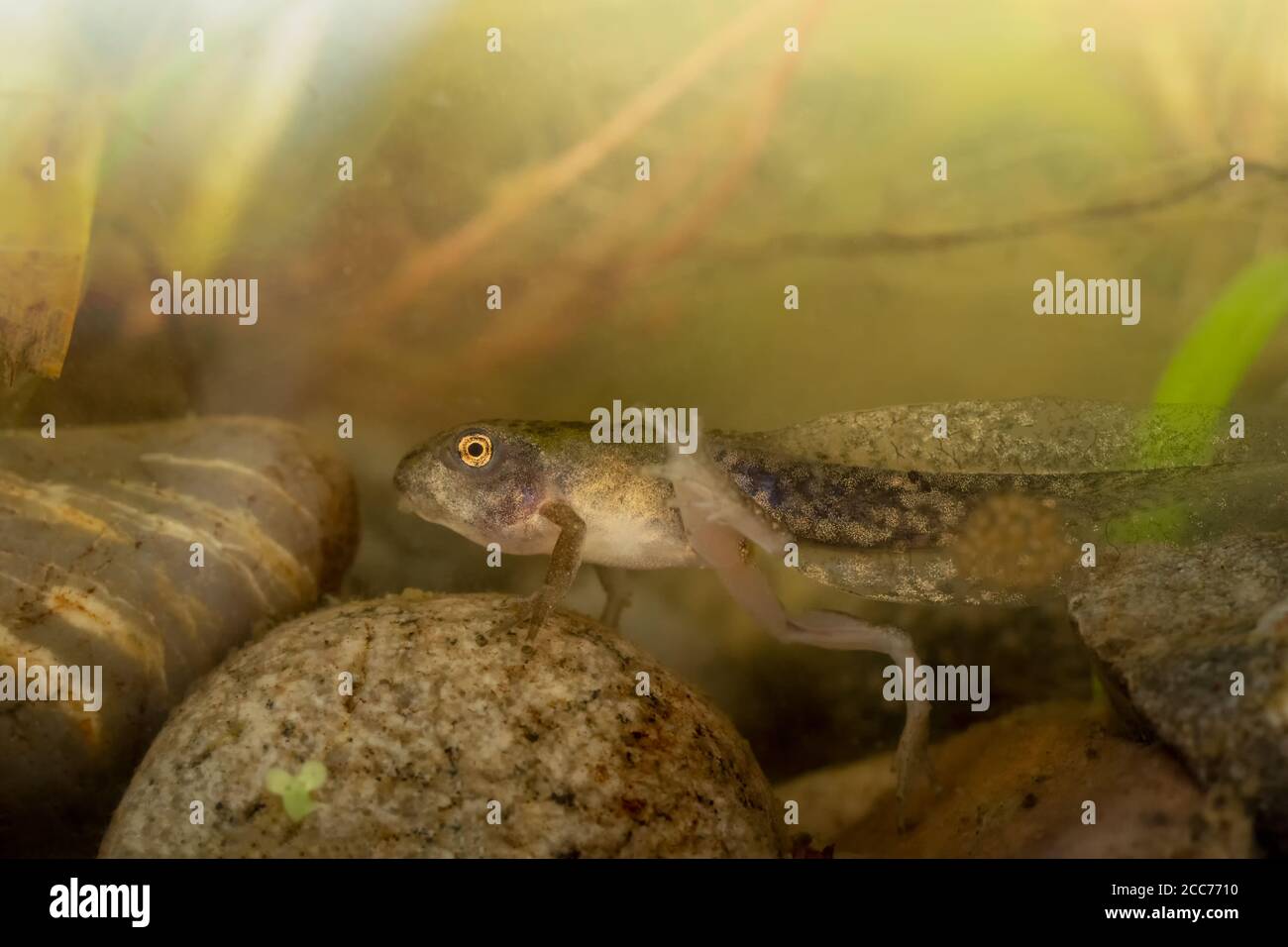 A Pacific Tree tadpole which has sprouted legs and arms, but still has ...