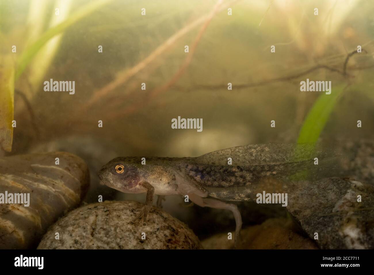 A Pacific Tree tadpole which has sprouted legs and arms, but still has ...