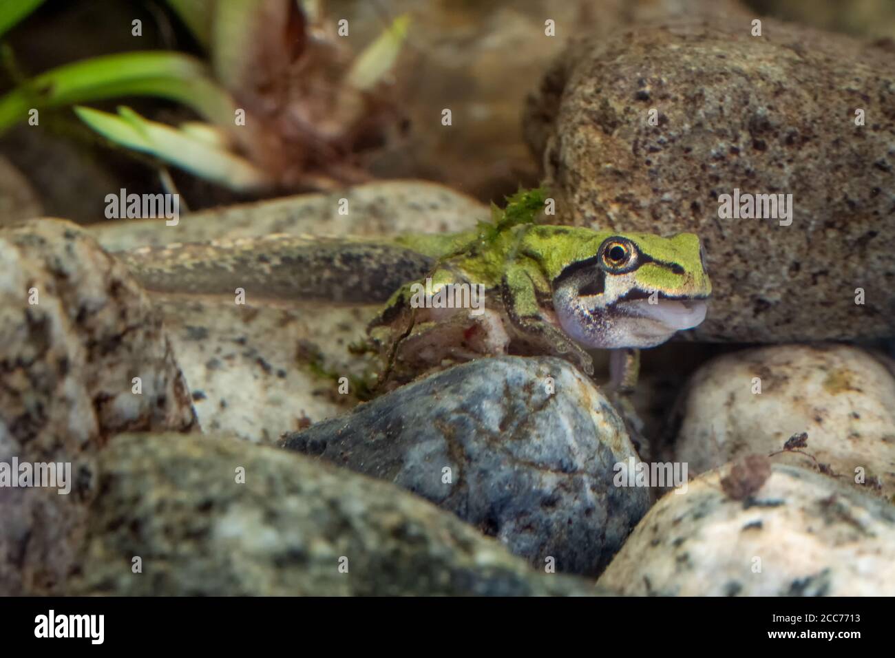 A Pacific Tree tadpole which has sprouted legs and arms, but still has ...