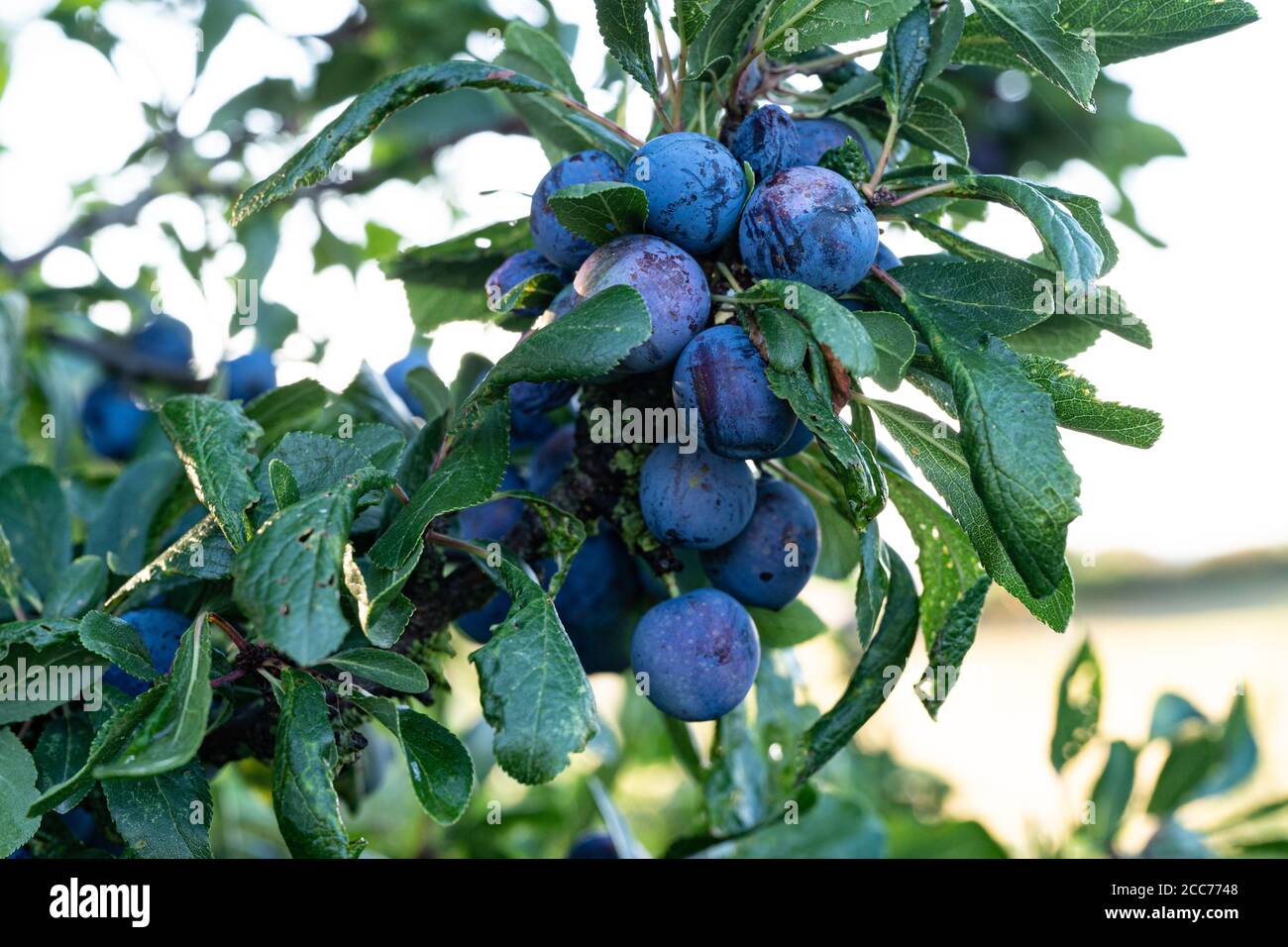Sloe, fruit of Blackthorn (Prunus spinosa), UK Stock Photo - Alamy